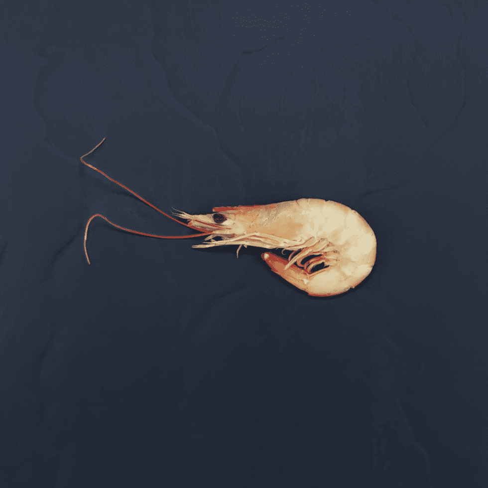 Endeavour Prawns (cooked) - Agnes Water Seafood