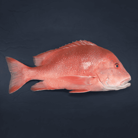 Red Emperor (fillet) - Agnes Water Seafood