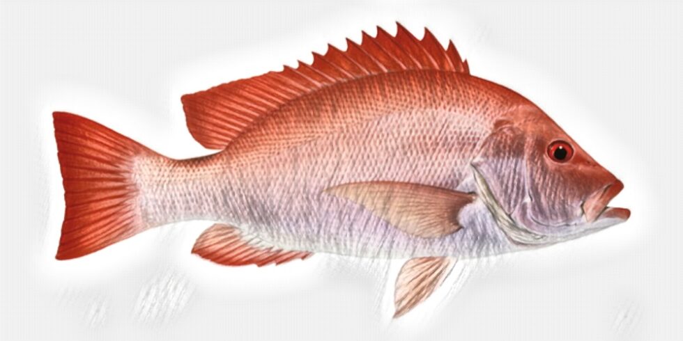 Seafood Guide - Agnes Water Seafood