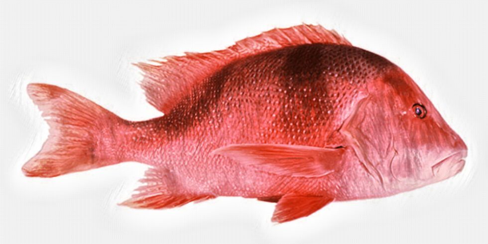 Seafood Guide - Agnes Water Seafood