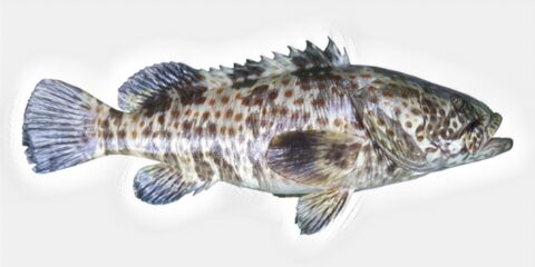 Seafood Guide - Agnes Water Seafood