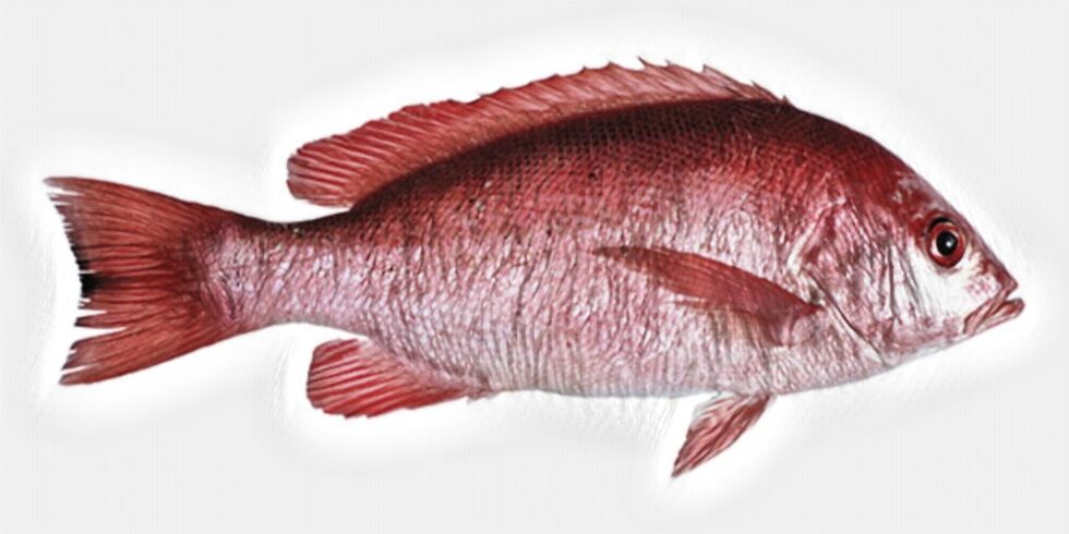 Seafood Guide - Agnes Water Seafood