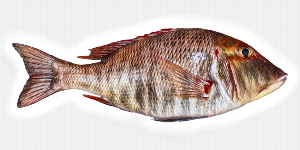 Seafood Guide - Agnes Water Seafood